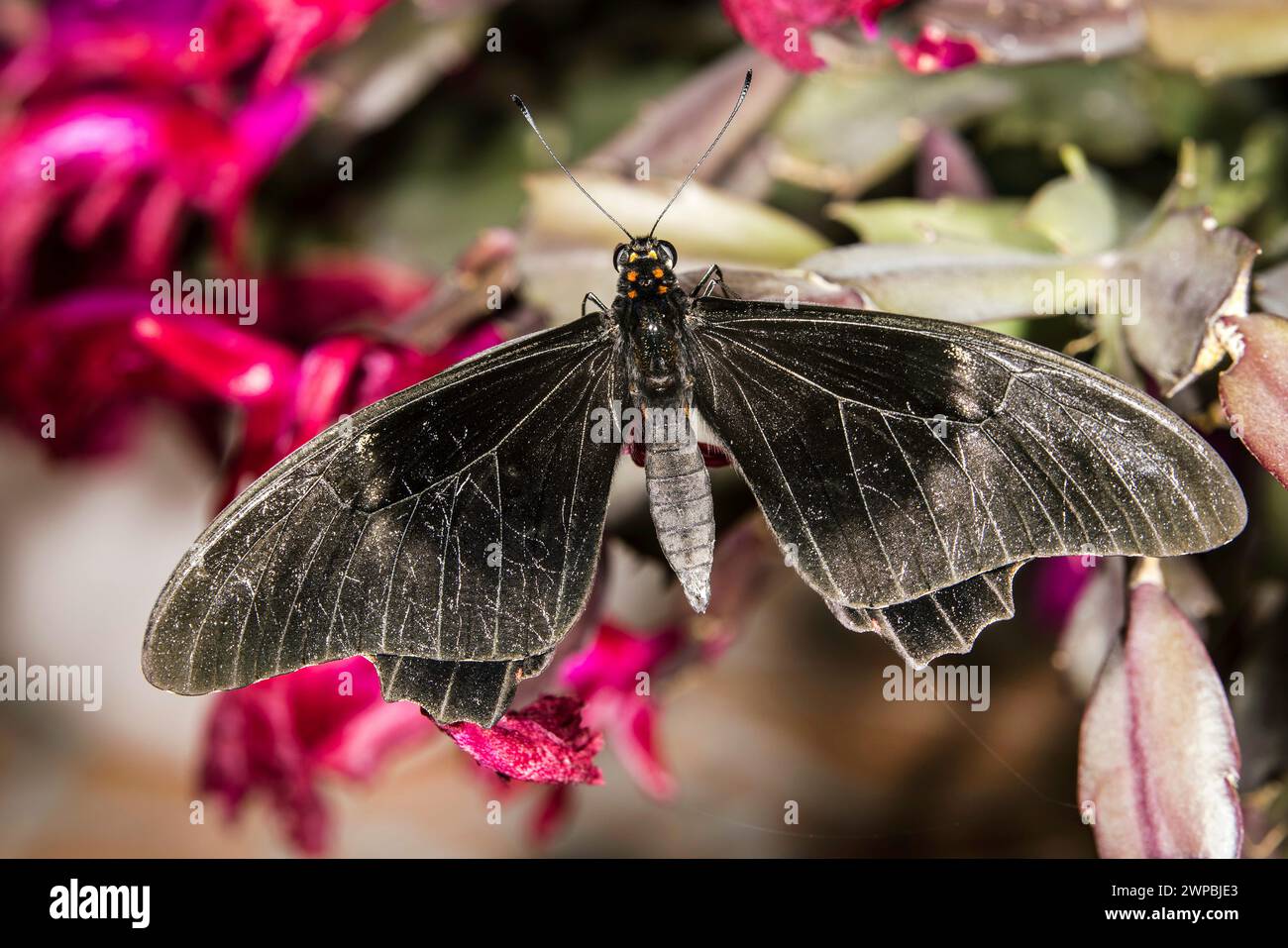 Ruby-spotted swallowtail, Red-spotted swallowtail (Papilio anchisiades ...
