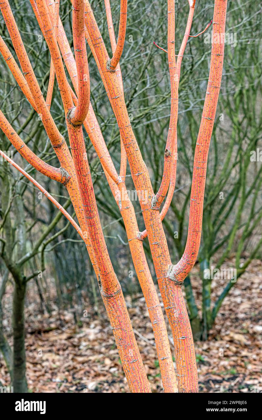 Snake barked maples hi-res stock photography and images - Alamy