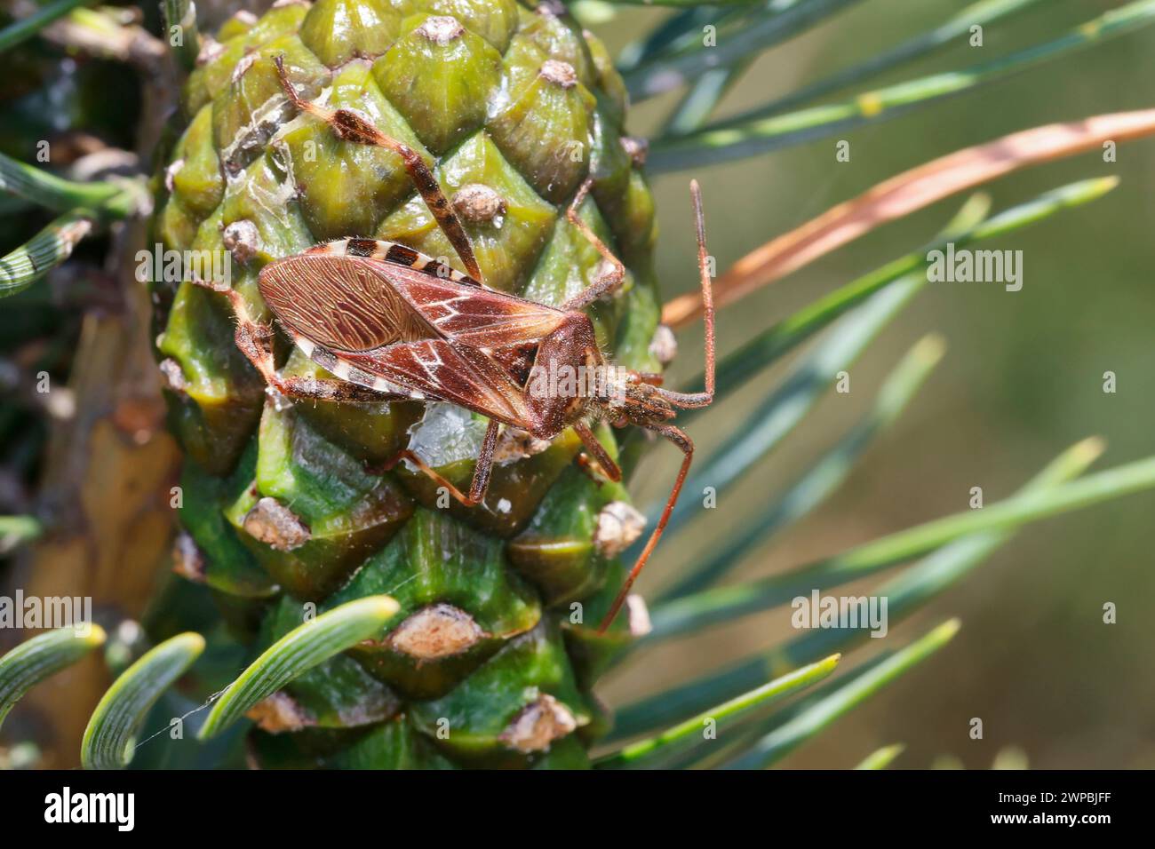 Western conifer seed bug (Leptoglossus occidentalis), sits on a pine ...