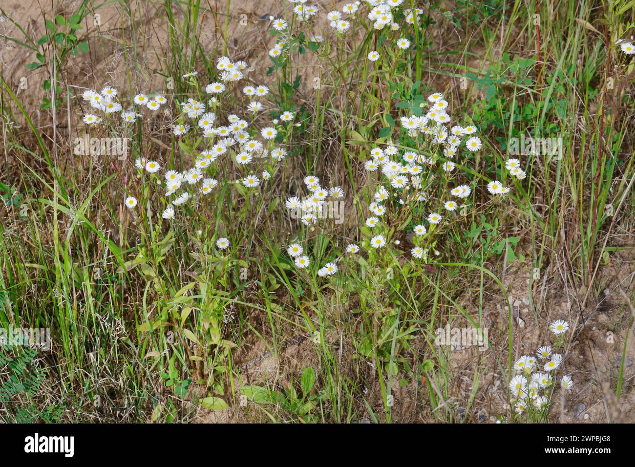 annual fleabane, daisy fleabane, sweet scabious, Eastern daisy fleabane ...