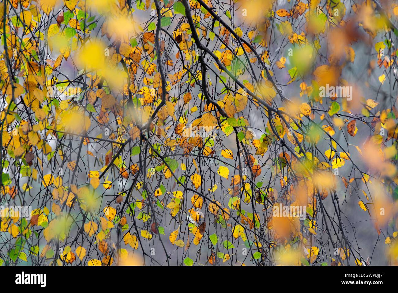 common birch, silver birch, European white birch, white birch (Betula ...