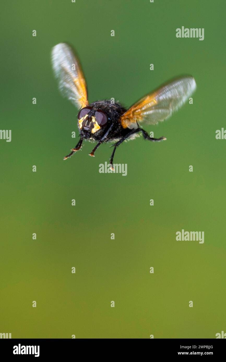 Insekten fotografie hi-res stock photography and images - Alamy