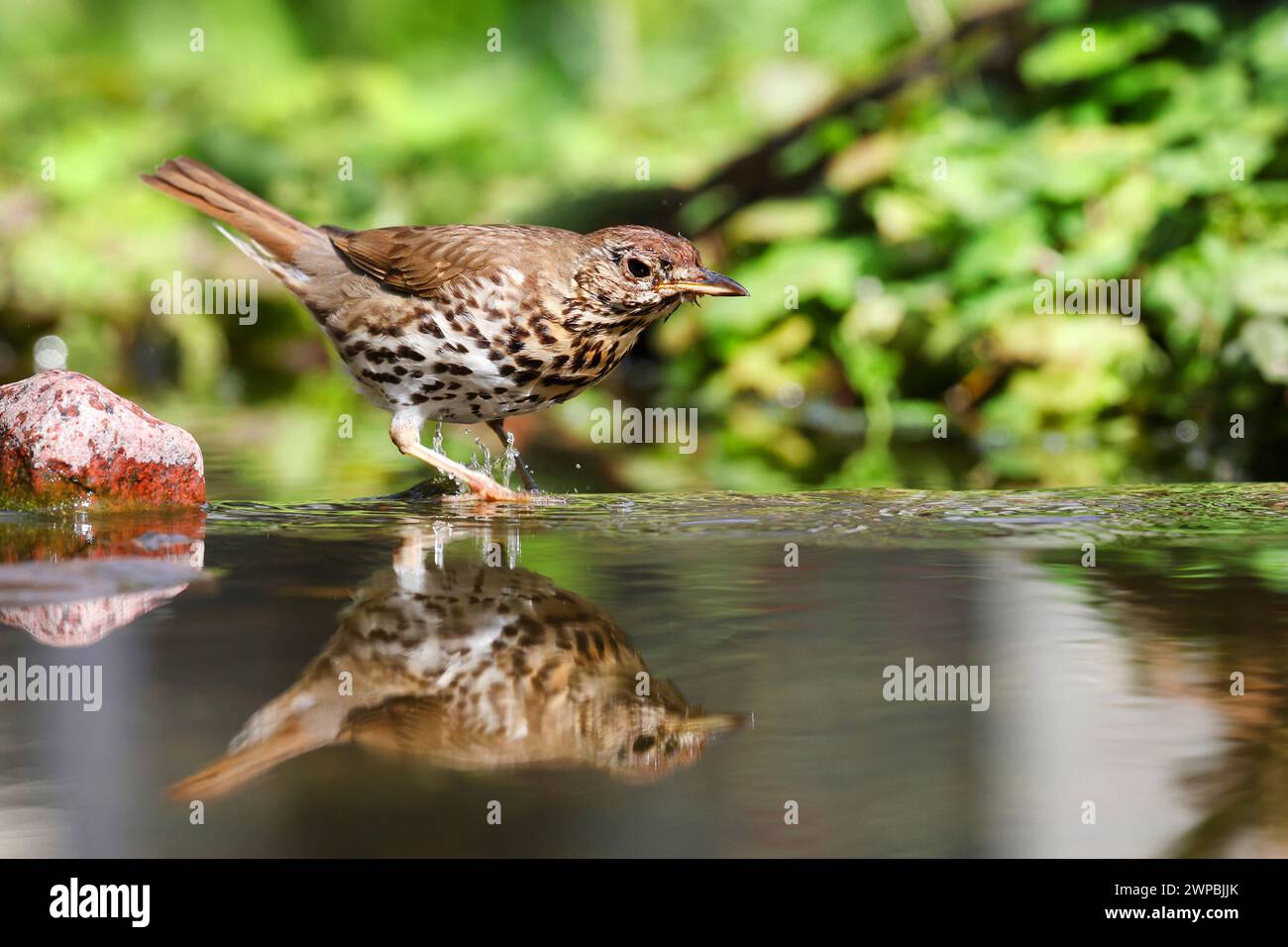 song thrush (Turdus philomelos), bathing in a creek, Germany ...
