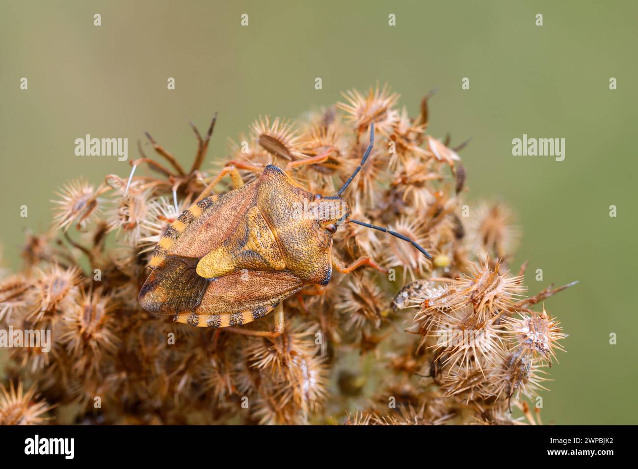 Black-shouldered Shield Bug (Carpocoris purpureipennis), sits well ...