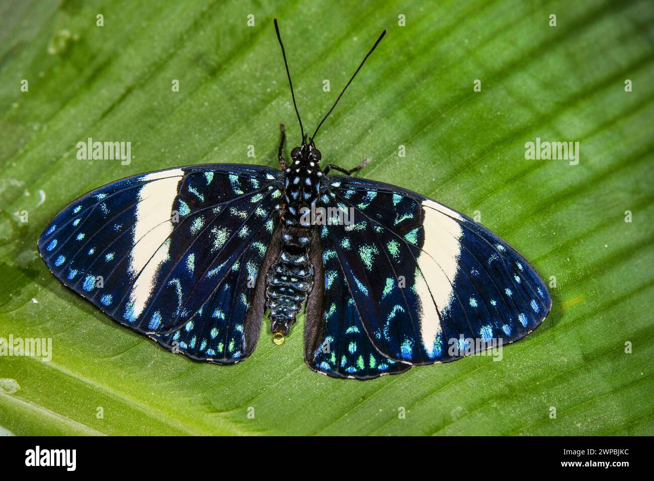 Starry night cracker, Starry cracker (Hamadryas laodamia), Distribution ...
