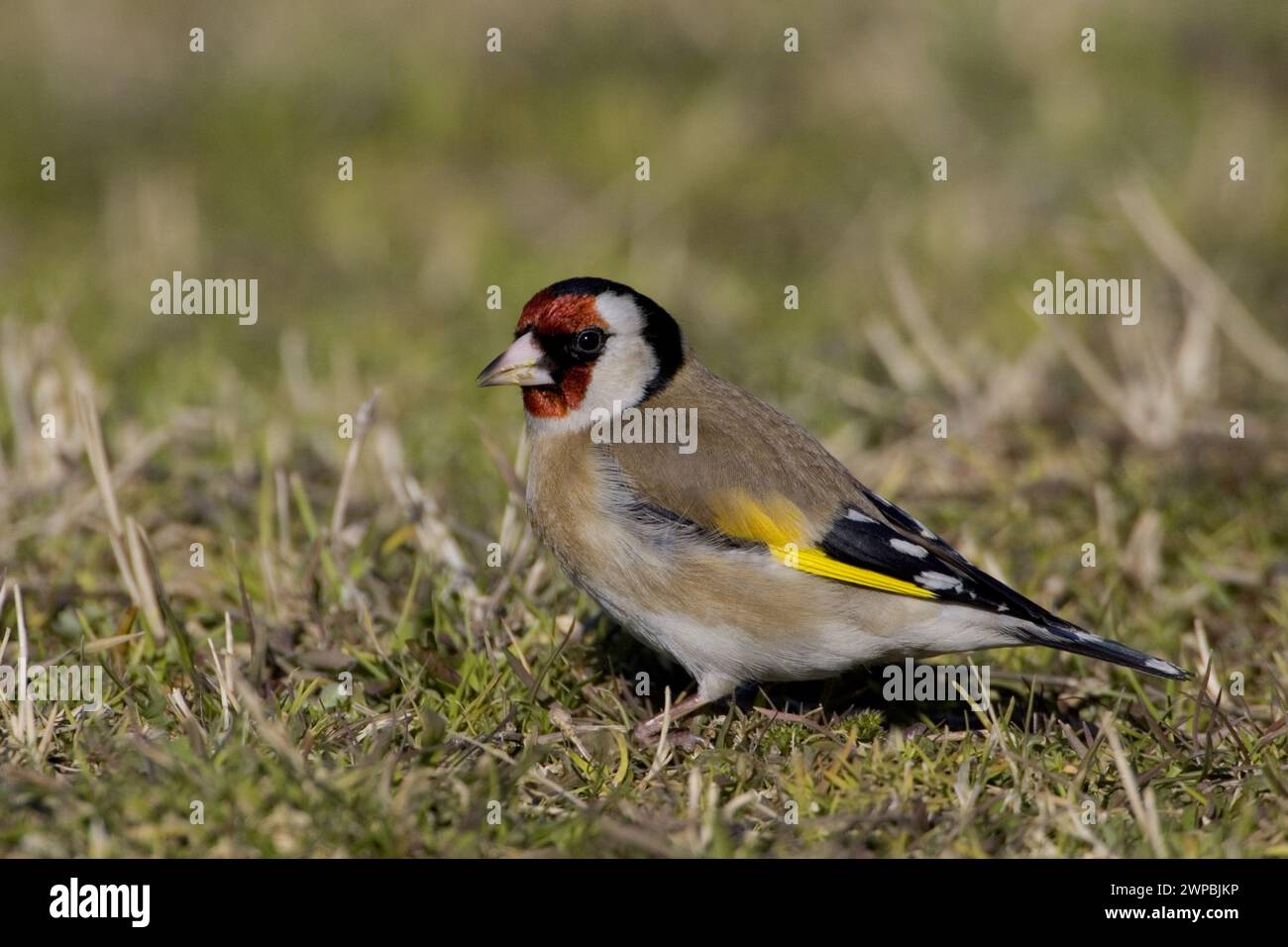 Eurasian goldfinch, European goldfinch, goldfinch (Carduelis carduelis ...