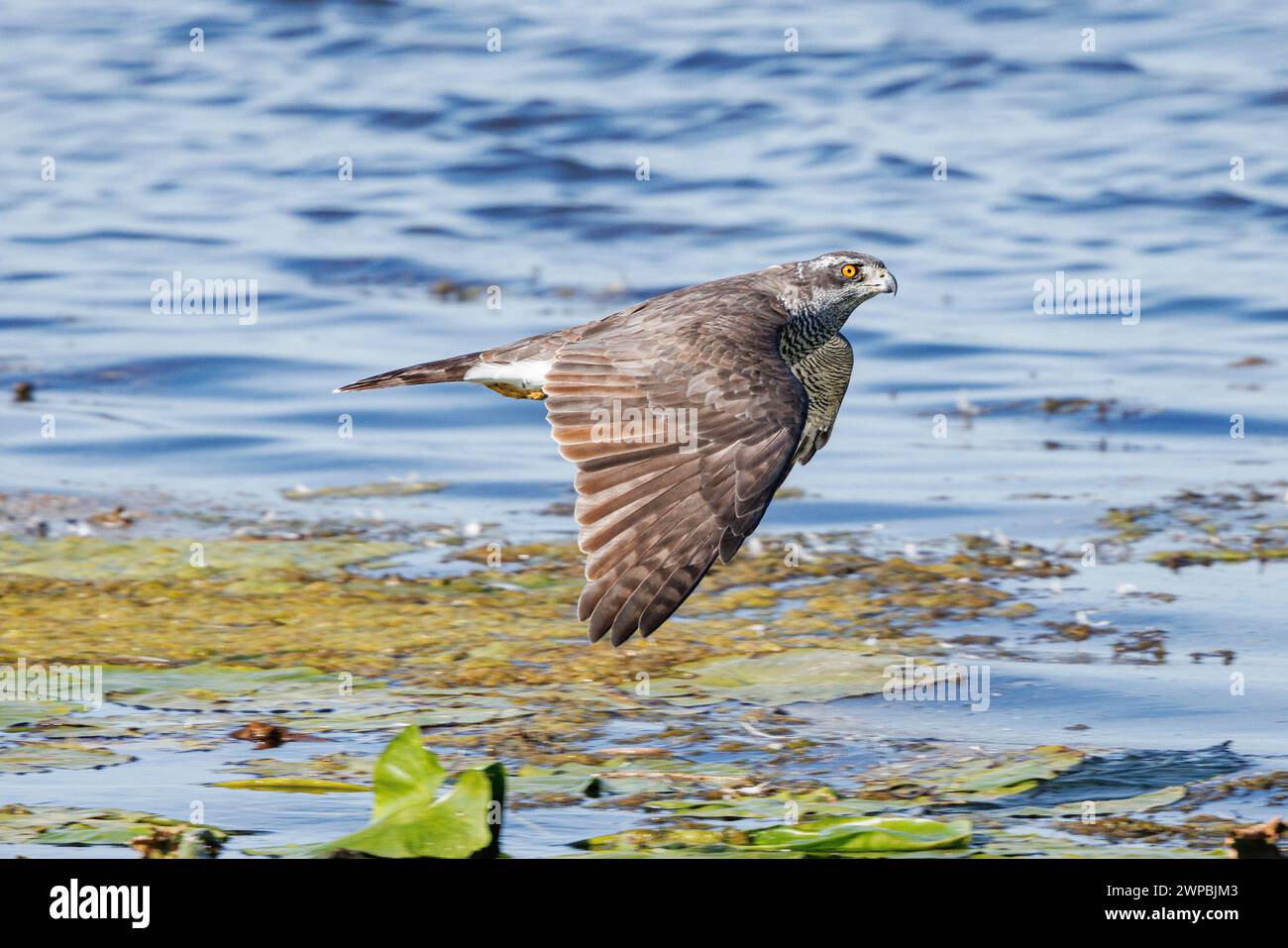northern goshawk (Accipiter gentilis), female in hunting flight at the ...