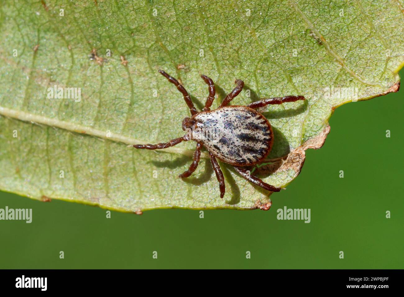 ornate cow tick, ornate dog tick, meadow tick, marsh tick (Dermacentor ...