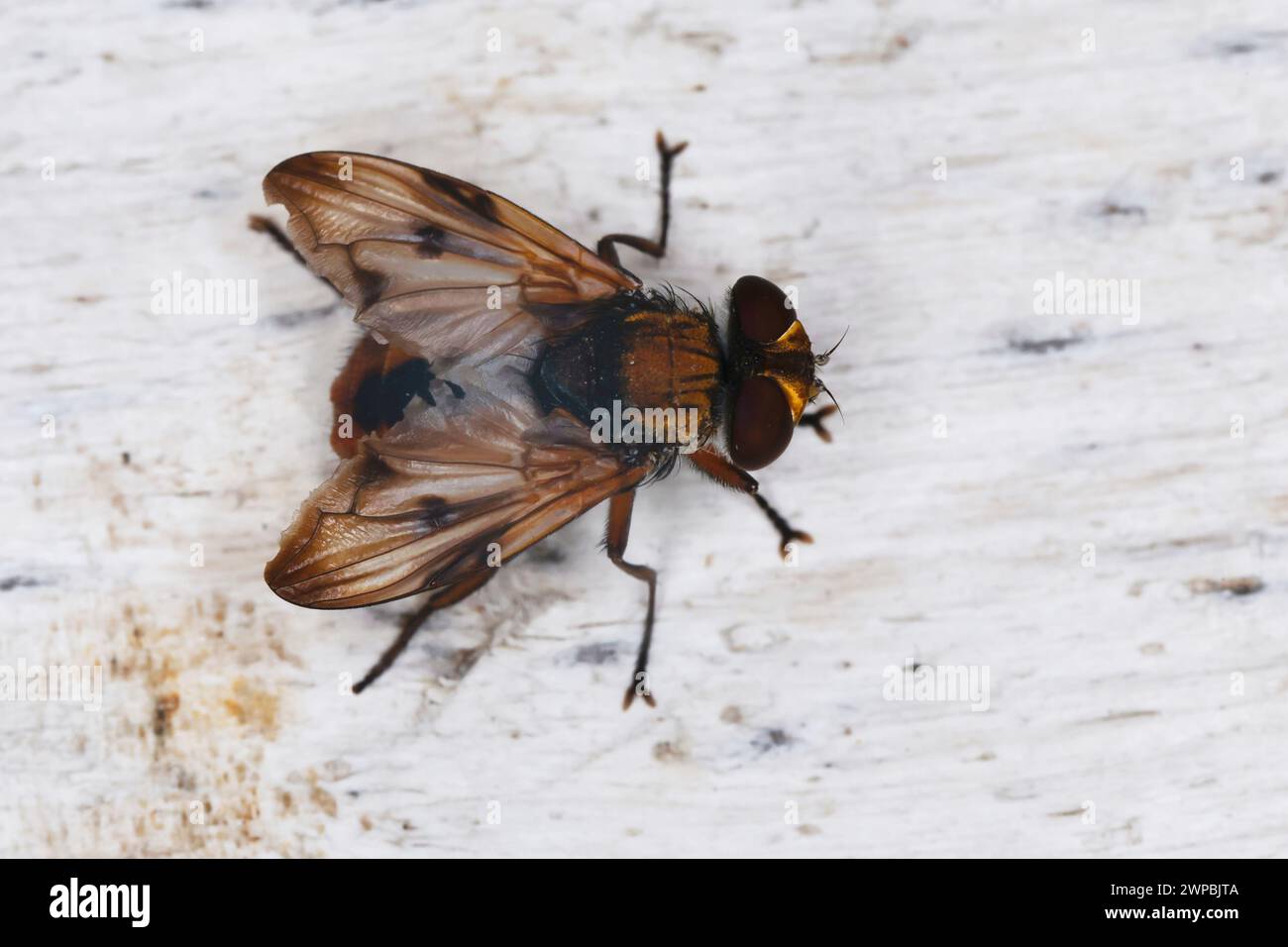 Parasite fly, Tachinid Fly (Ectophasia crassipennis), male, top view ...