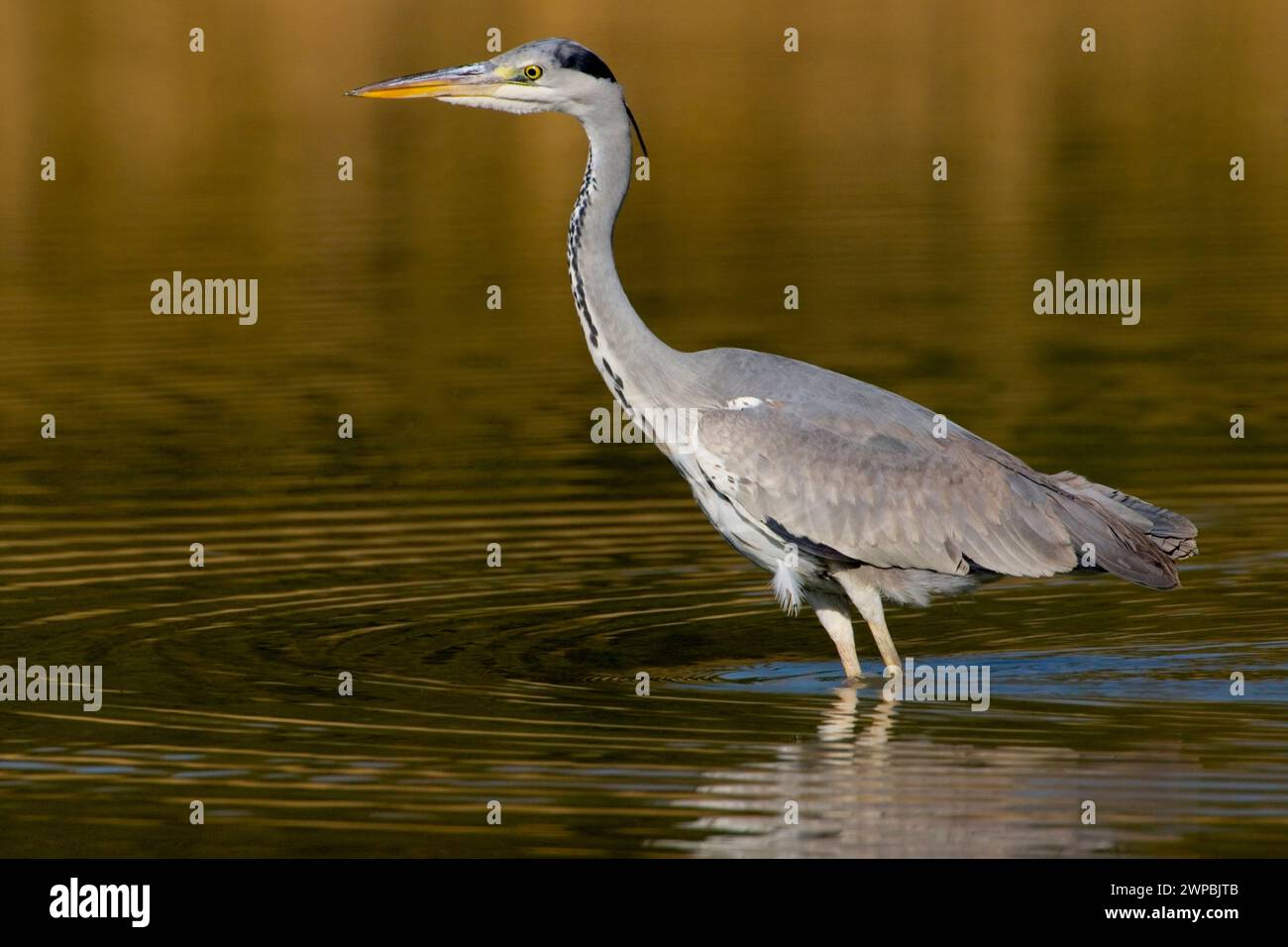 grey heron (Ardea cinerea), standing in shallow water, side view, Italy ...