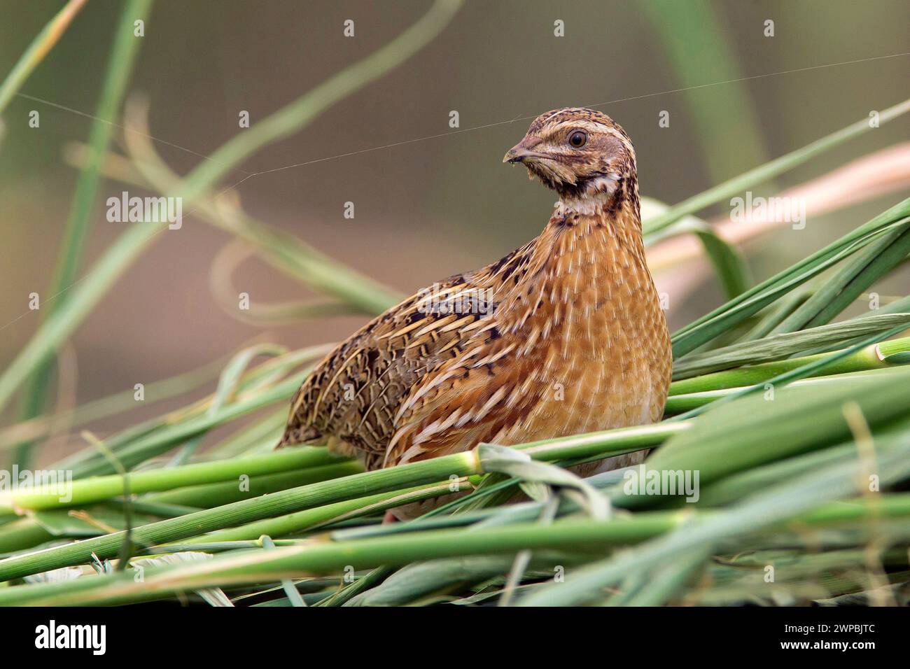 common quail, European quail (Coturnix coturnix), in a cornfield ...