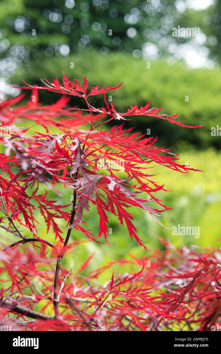 Japanese maple (Acer palmatum 'Red Dragon', Acer palmatum Red Dragon ...