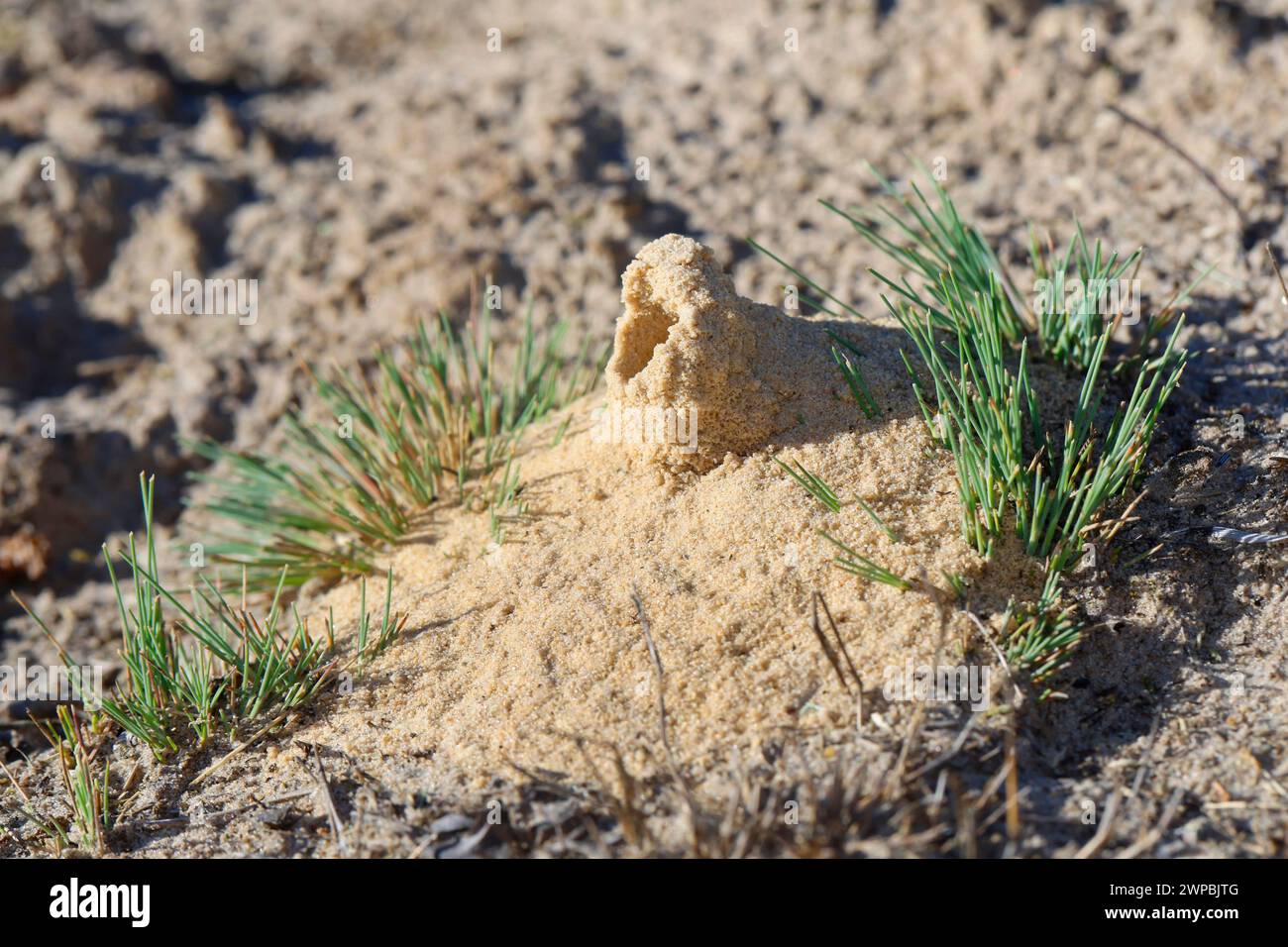 field digger wasp (Mellinus arvensis), Sand nest entrance, Germany ...