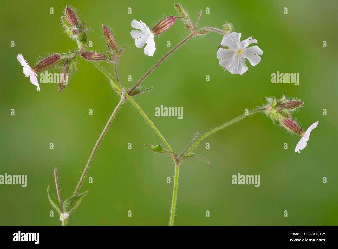 White Campion (Silene latifolia subsp. alba, Silene alba, Silene ...
