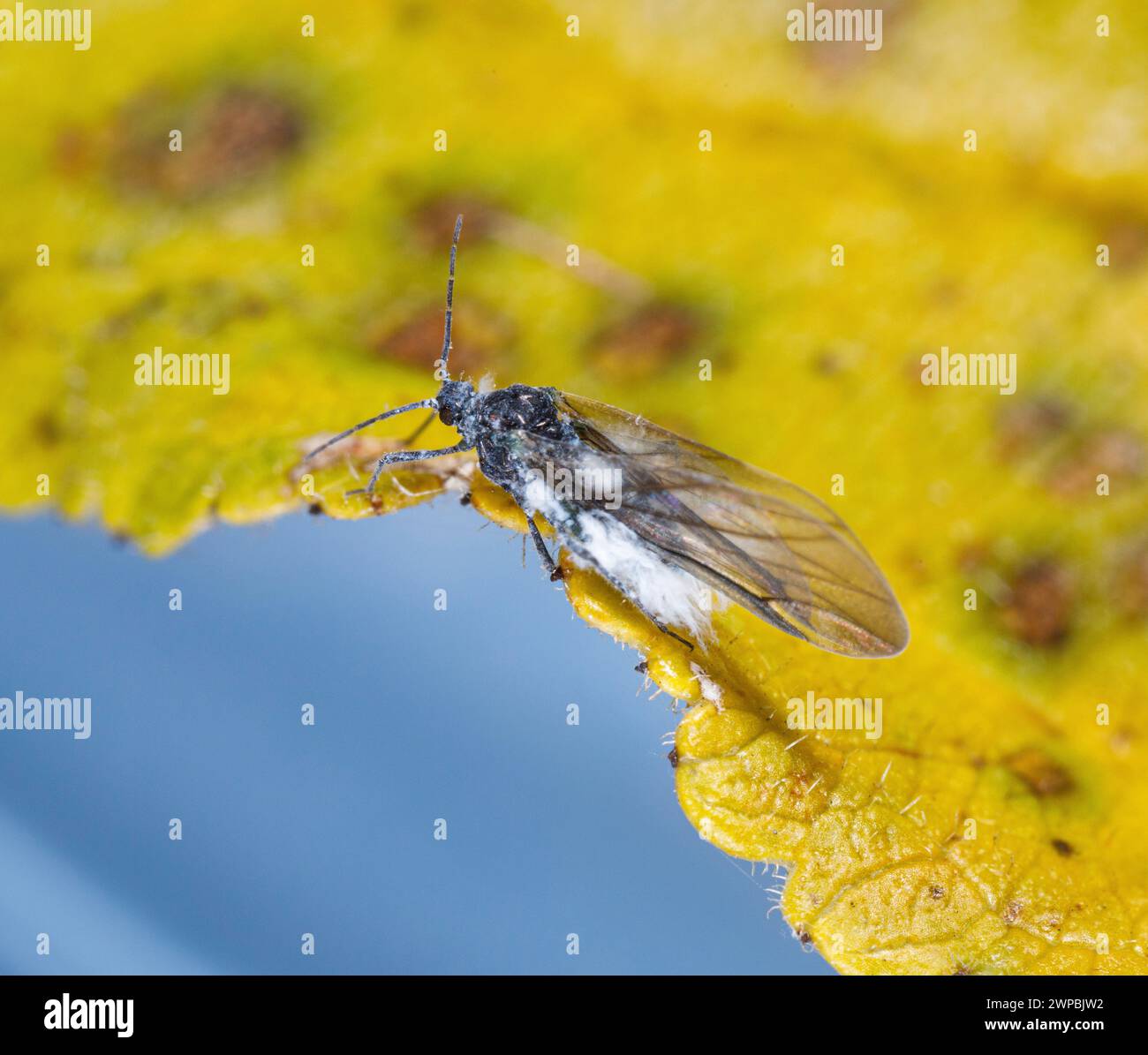 Woolly aphid hi-res stock photography and images - Alamy