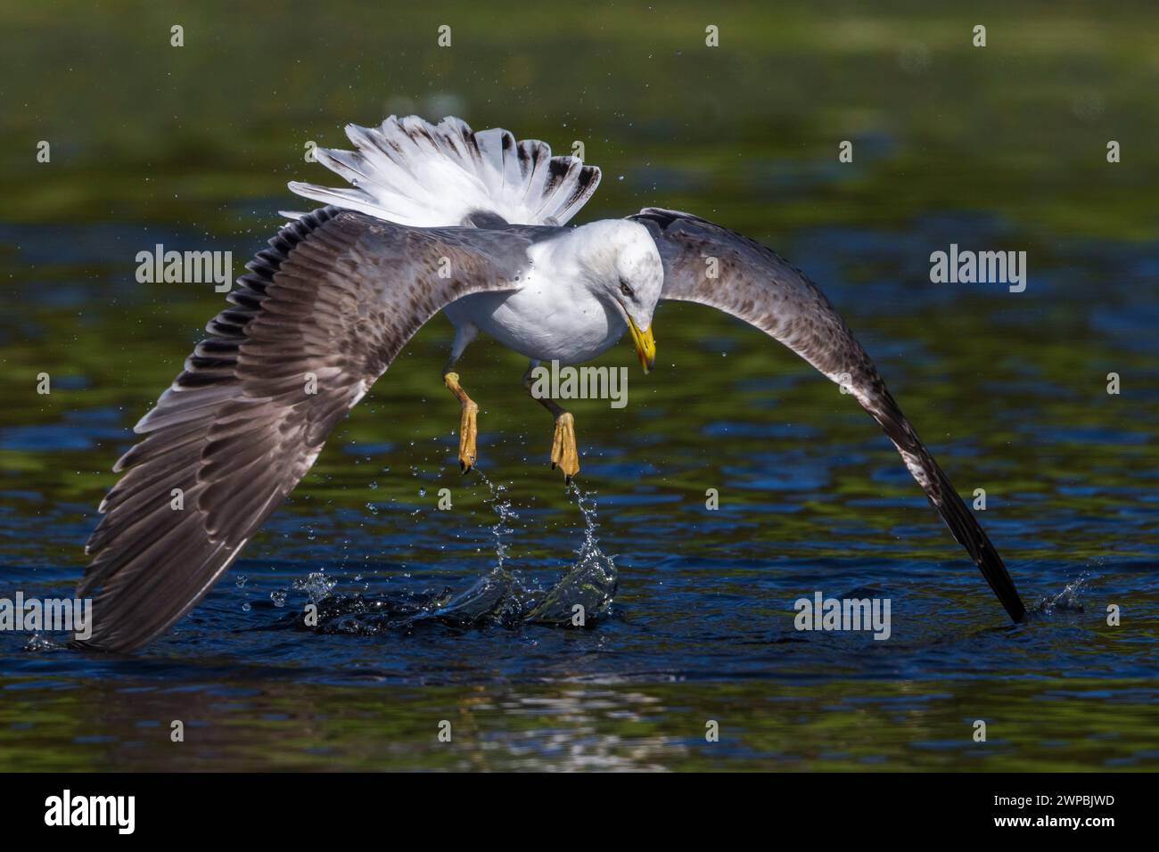 lesser black-backed gull (Larus fuscus), juvenile bird foraging in ...