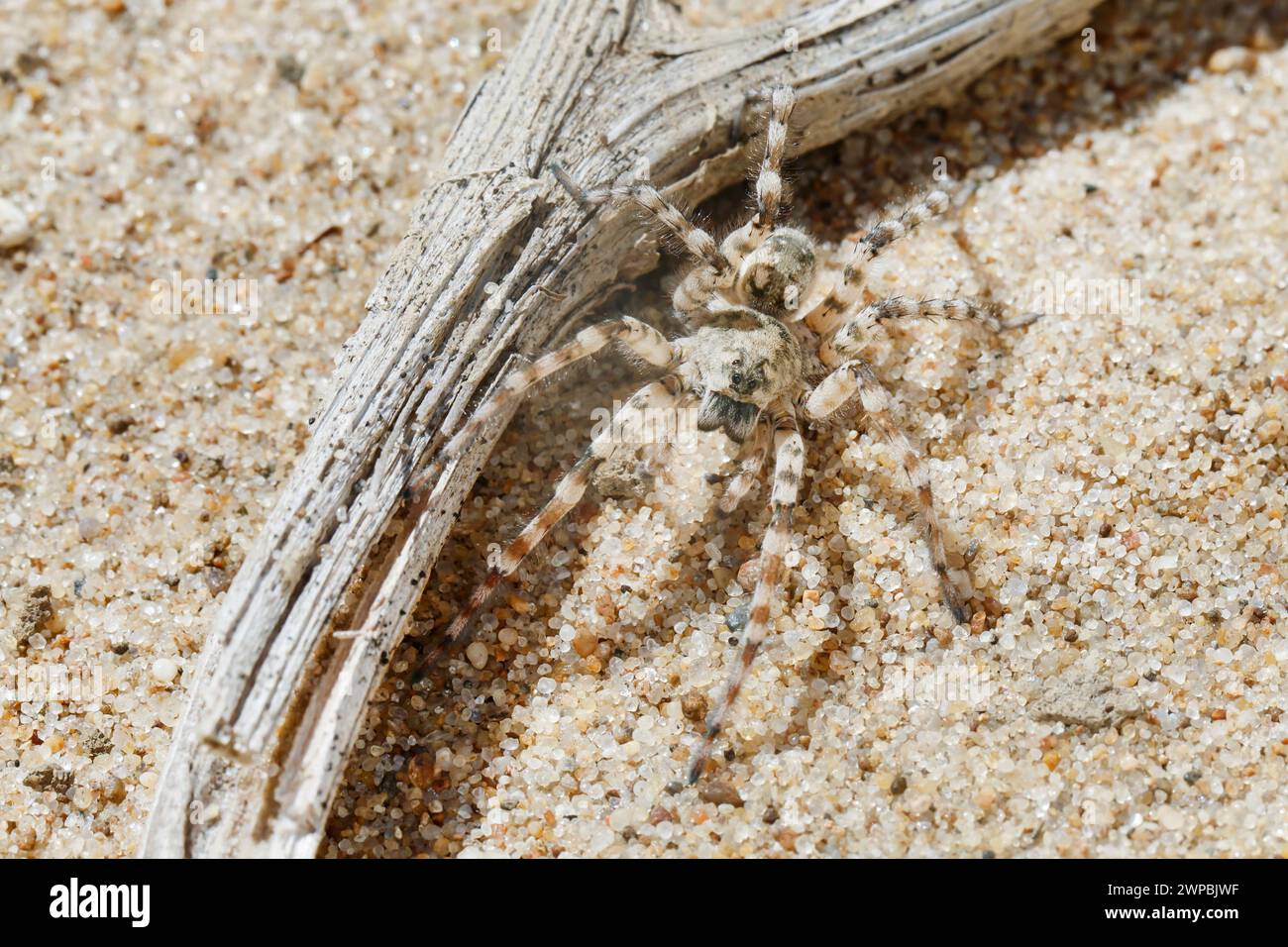 wolf spider, ground spider (Arctosa cinerea), top view, Germany Stock ...