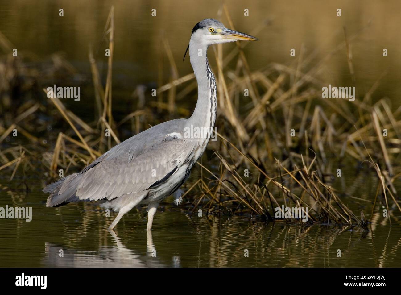 grey heron (Ardea cinerea), juvenile heron standing in shallow water ...