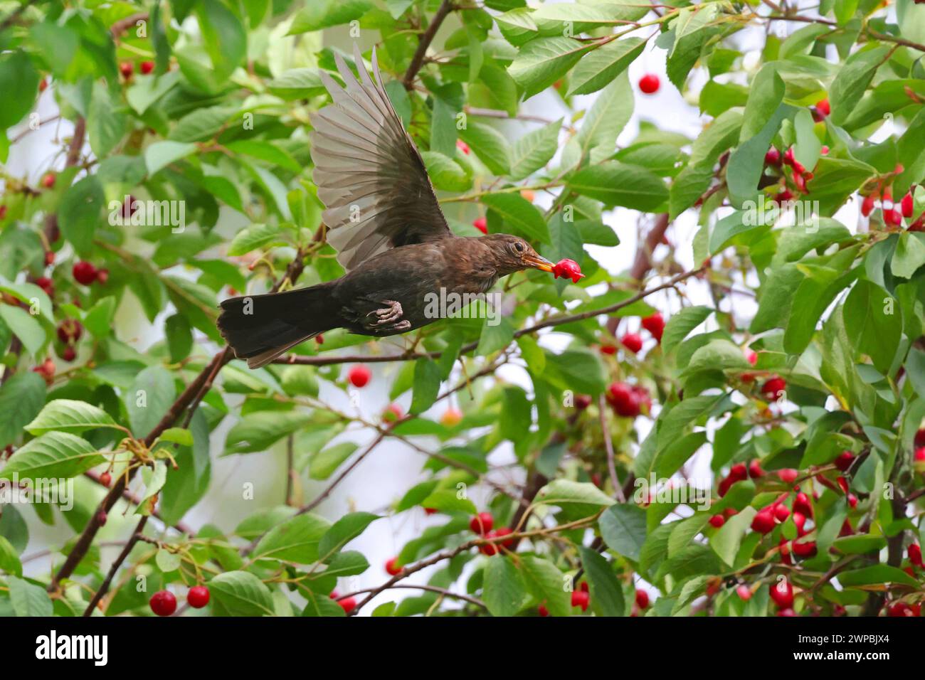 blackbird (Turdus merula), female in flight with a ripe cherry in the ...