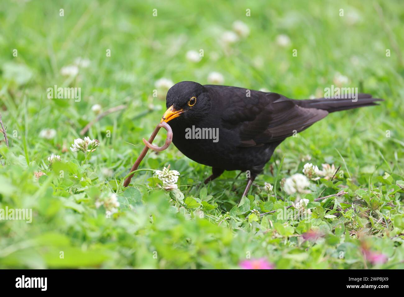 blackbird (Turdus merula), male with an earthworm in the bill, Germany ...