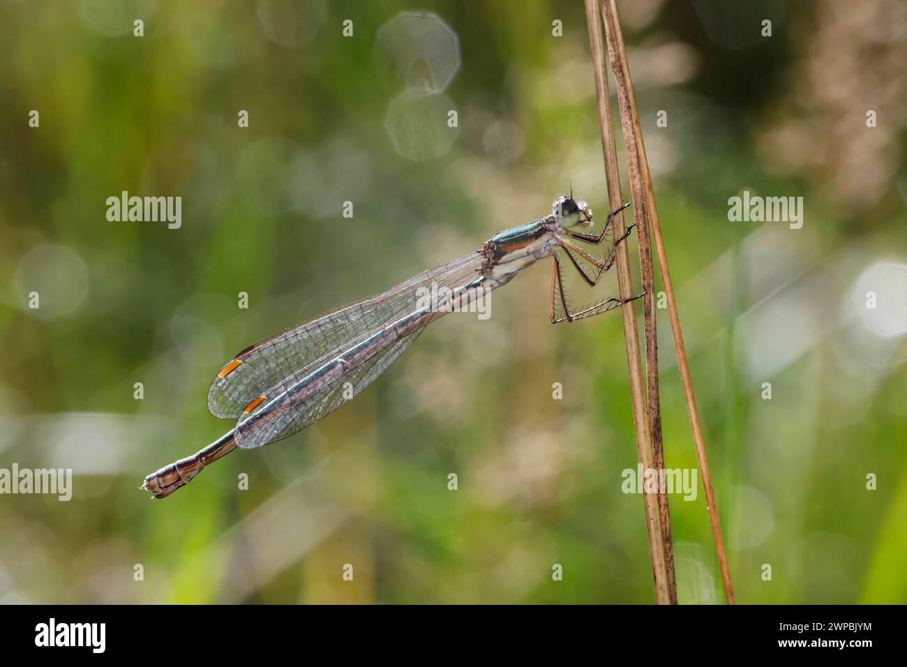 lesser emerald damselfly (Lestes virens), female at a plant stem, side ...