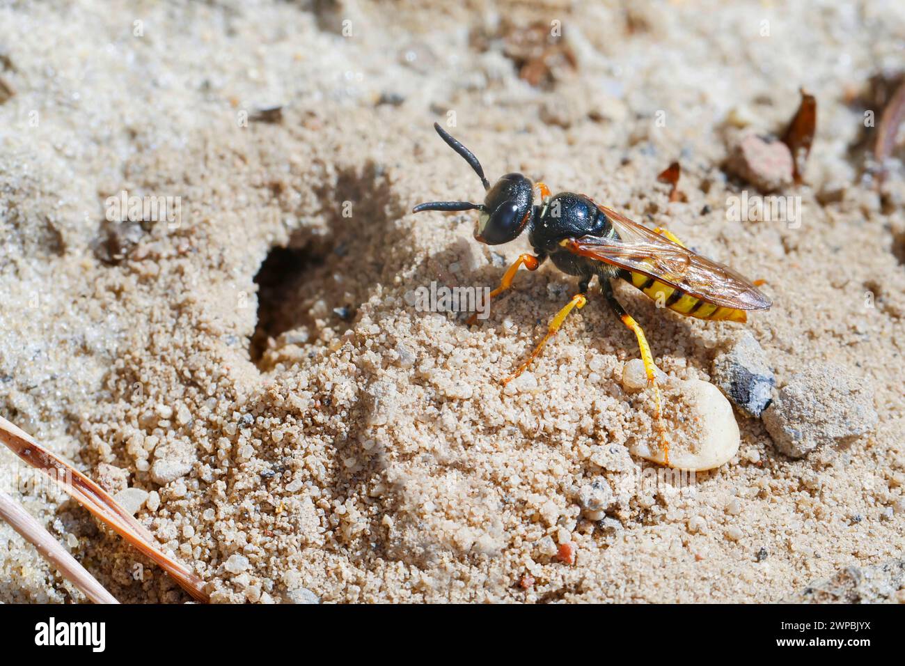 Bee-killer wasp, Bee-killer (Philanthus triangulum, Philanthus apivorus ...