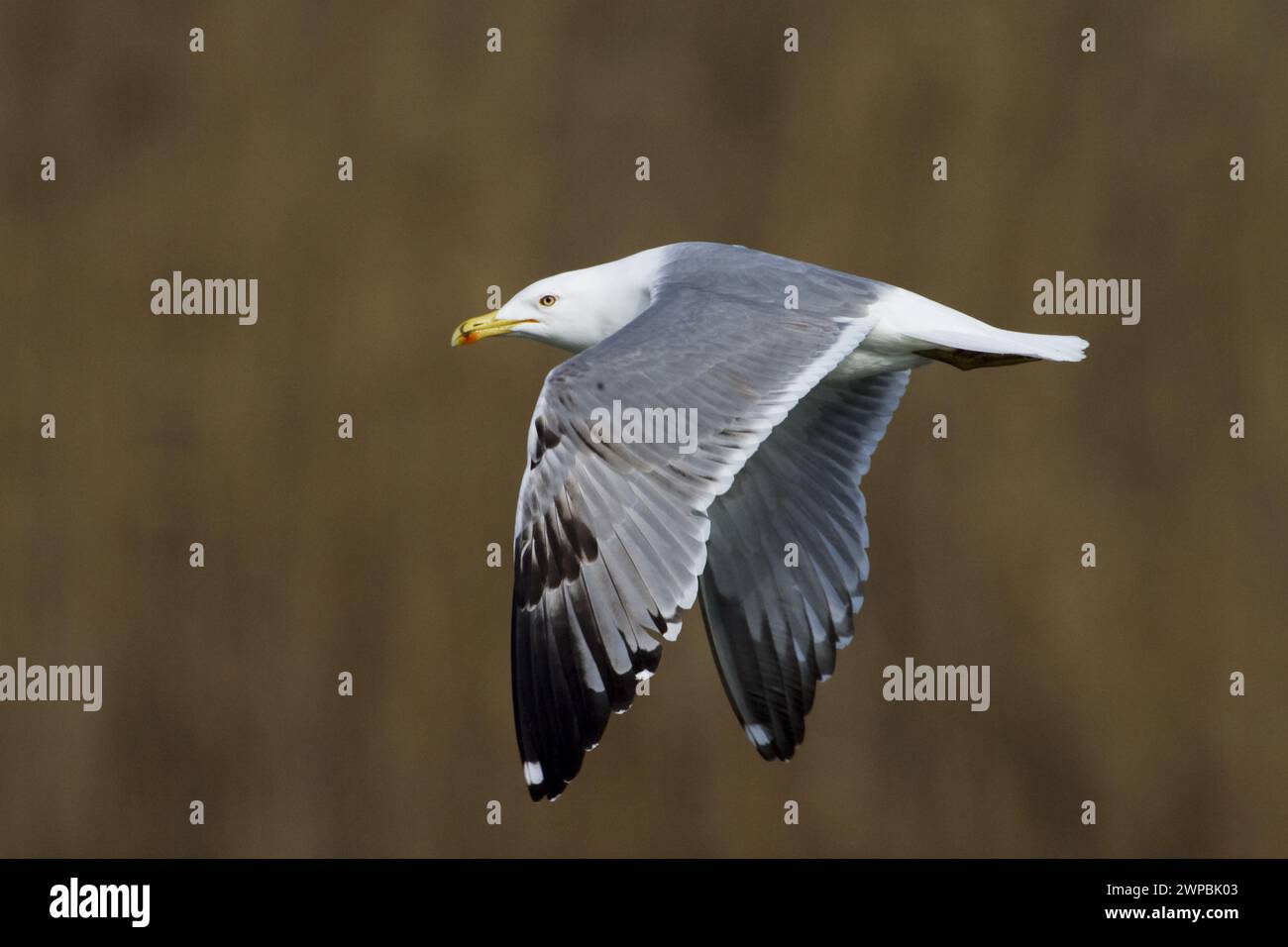 Yellow-legged Gull (Larus michahellis, Larus cachinnans michahellis ...