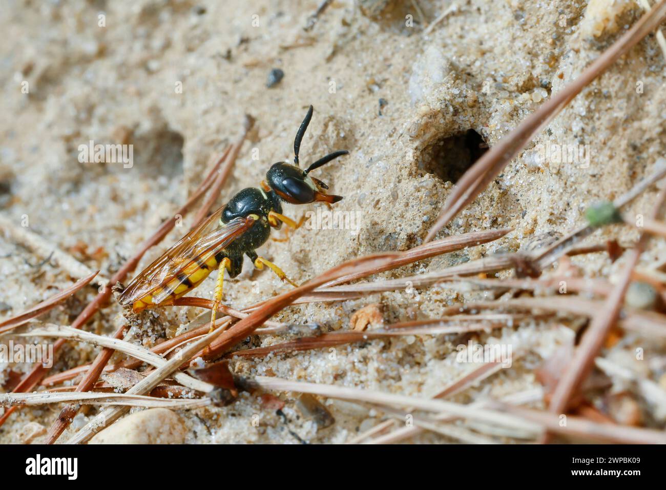 Bee-killer wasp, Bee-killer (Philanthus triangulum, Philanthus apivorus ...