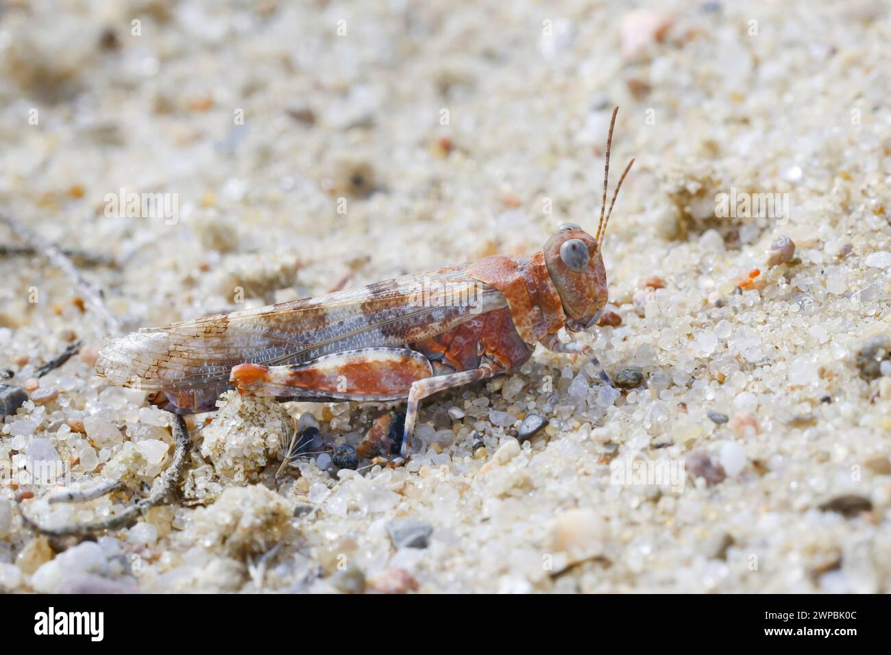 Blue-winged grasshopper, Slender Blue-winged Grasshopper, Blue-winged ...