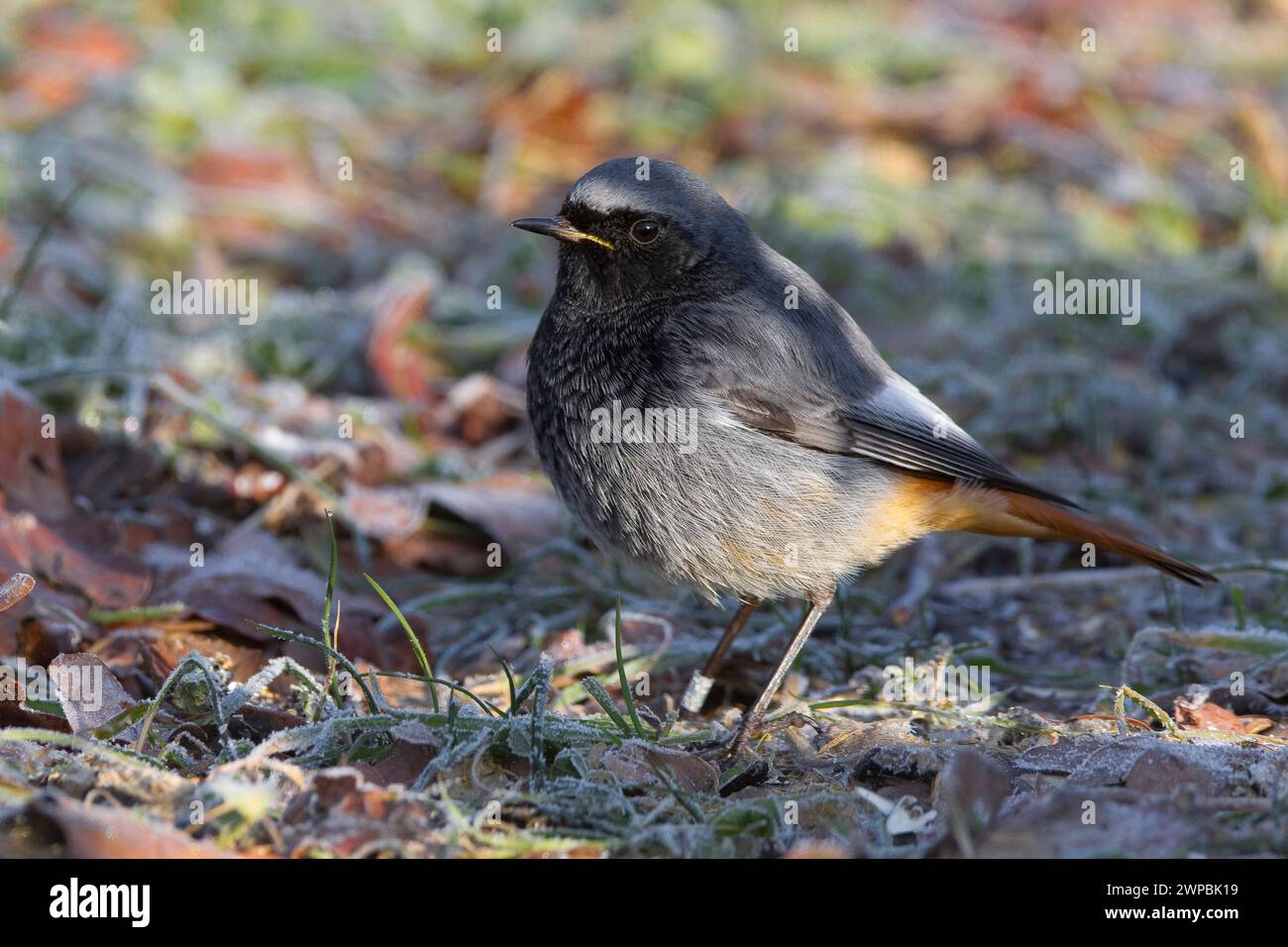 black redstart (Phoenicurus ochruros), male perching fluffed up on the ...