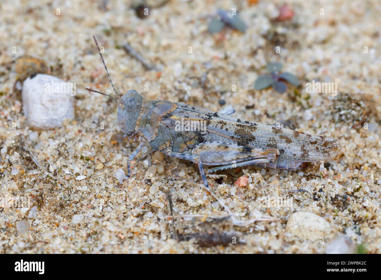 Oedipodidae hi-res stock photography and images - Alamy