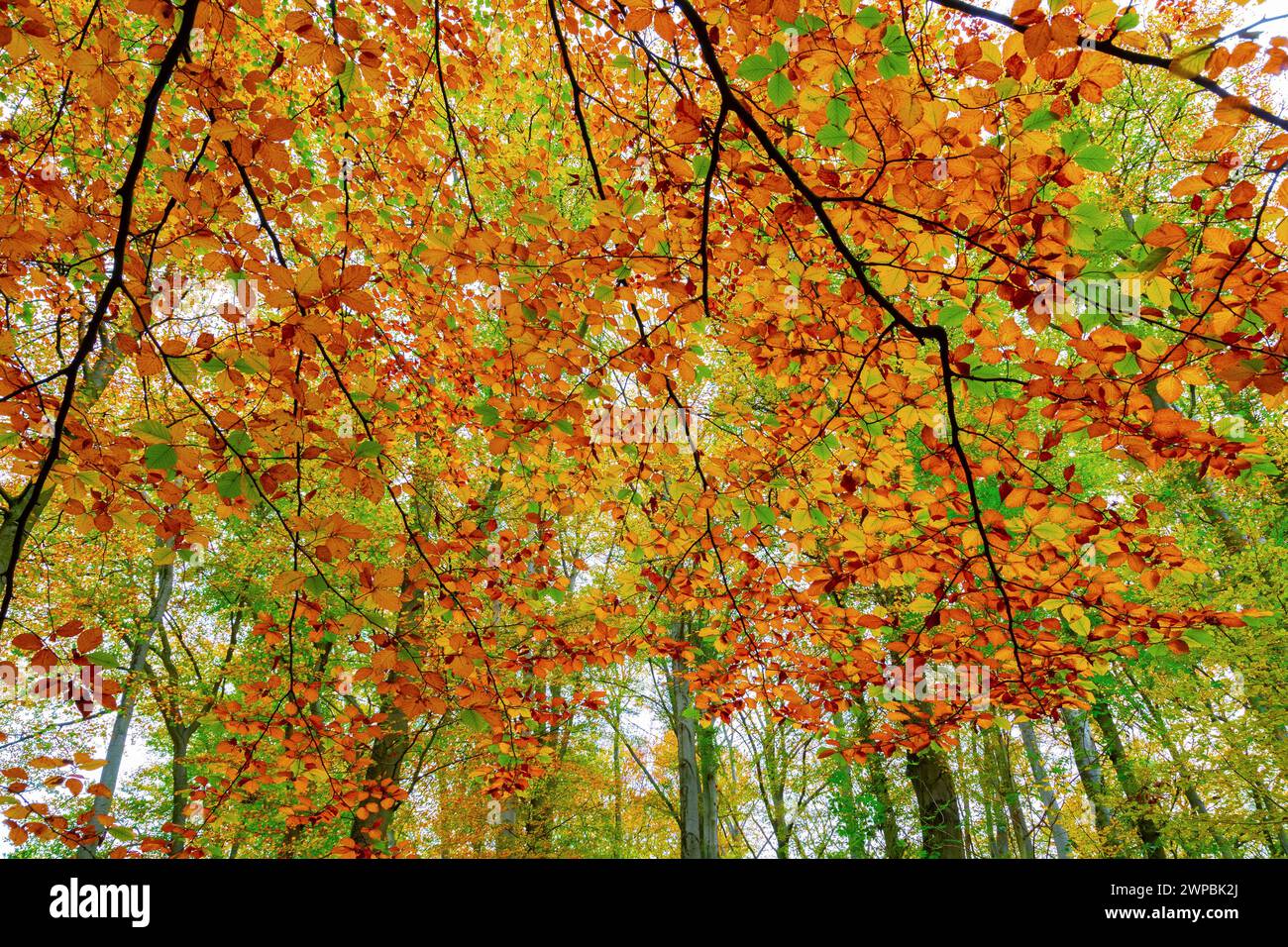 common beech (Fagus sylvatica), Beech forest with branches and fall ...