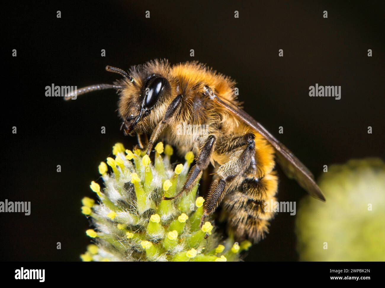 Small Sallow Mining-Bee (Andrena praecox), female at a willow catkin ...