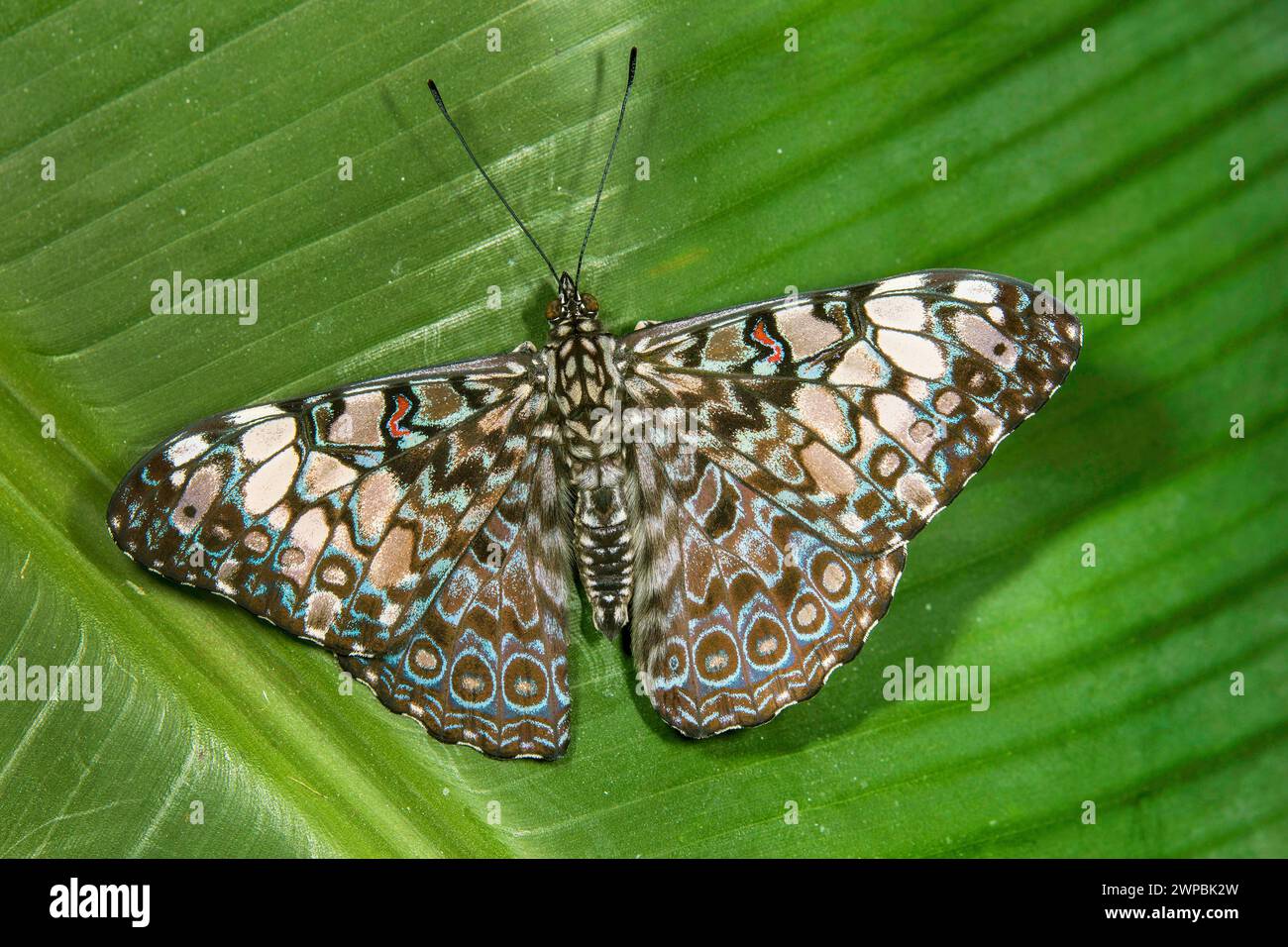 Hamadryas feronia butterfly hi-res stock photography and images - Alamy