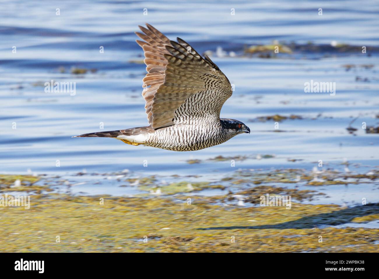 northern goshawk (Accipiter gentilis), female in hunting flight at the ...