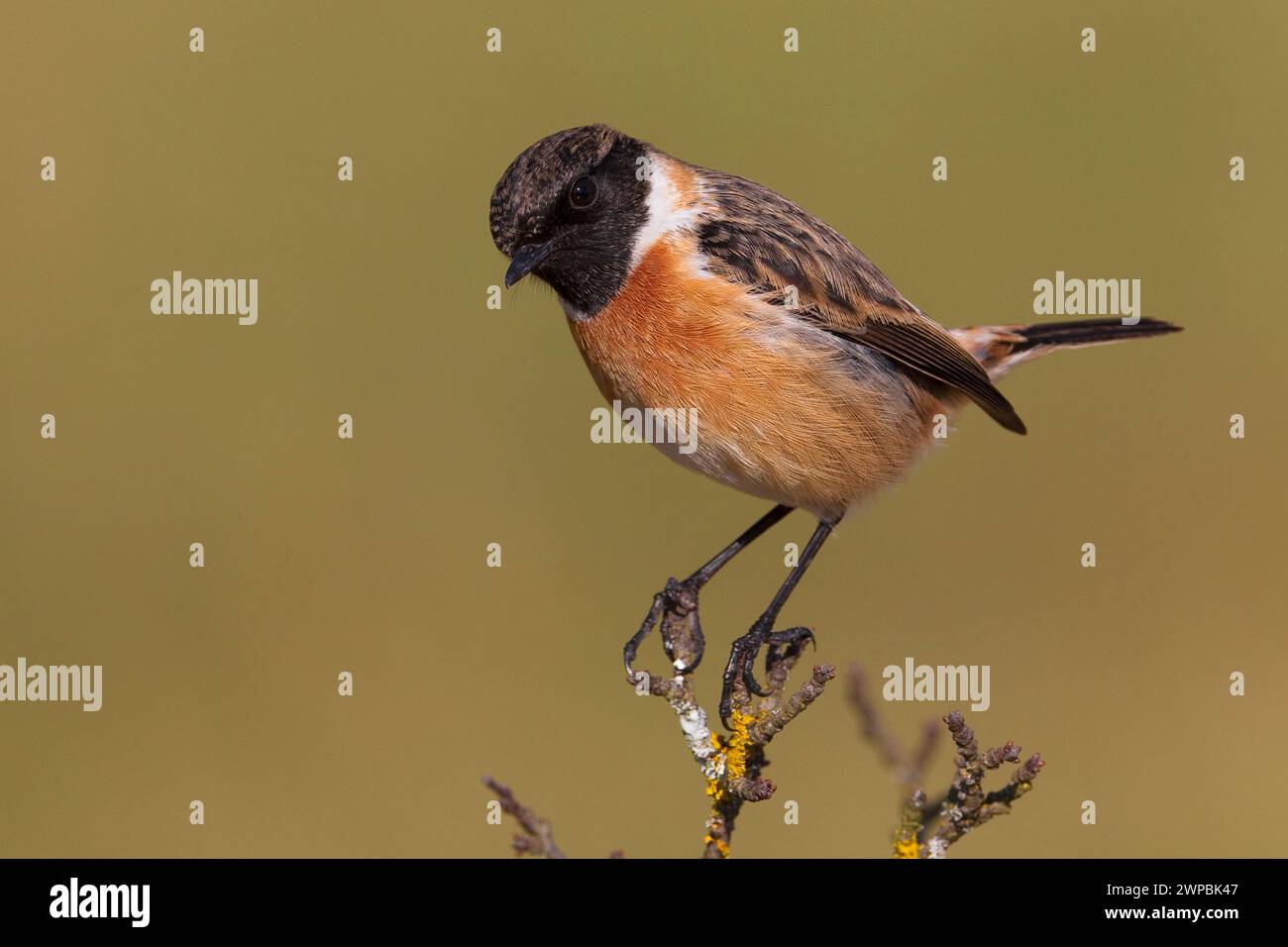 Common Stonechat (Saxicola rubicola, Saxicola torquata rubicola), male ...
