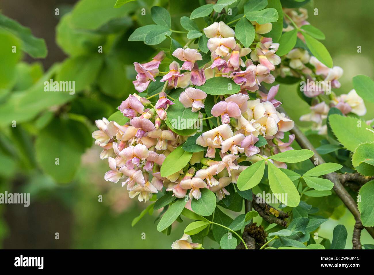 Adam's laburnum, broom laburnum (Laburnocytisus adamii, +Laburnocytisus ...