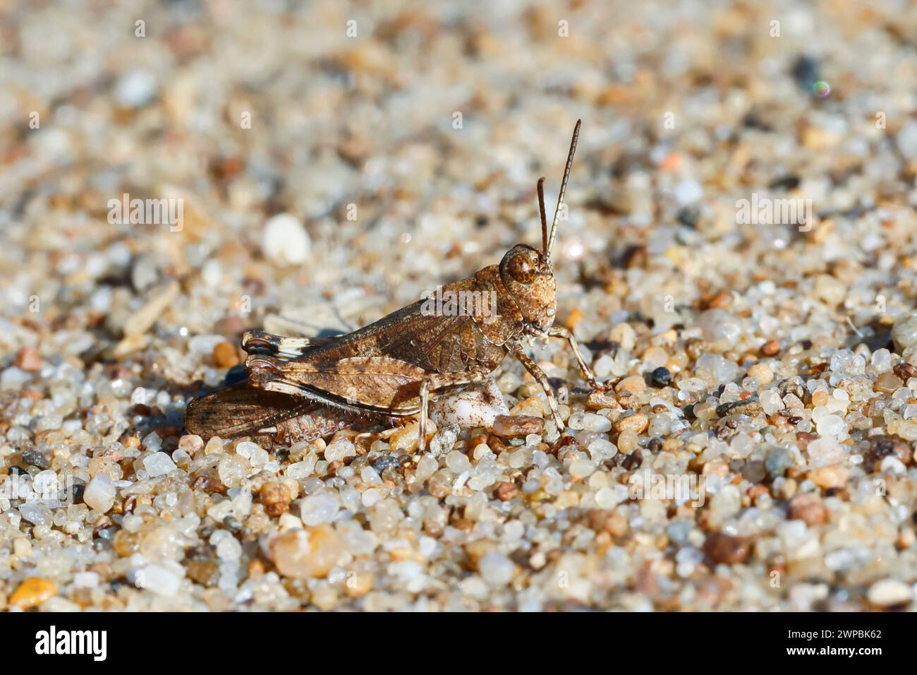 Blue-winged grasshopper, Slender Blue-winged Grasshopper, Blue-winged ...