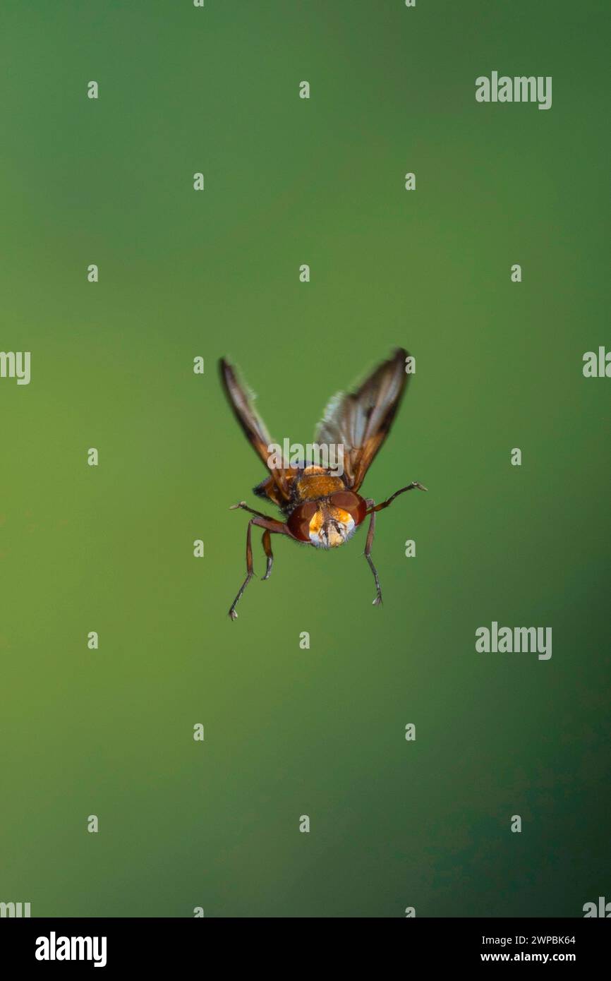 Parasite fly, Tachinid Fly (Ectophasia crassipennis), male in flight ...