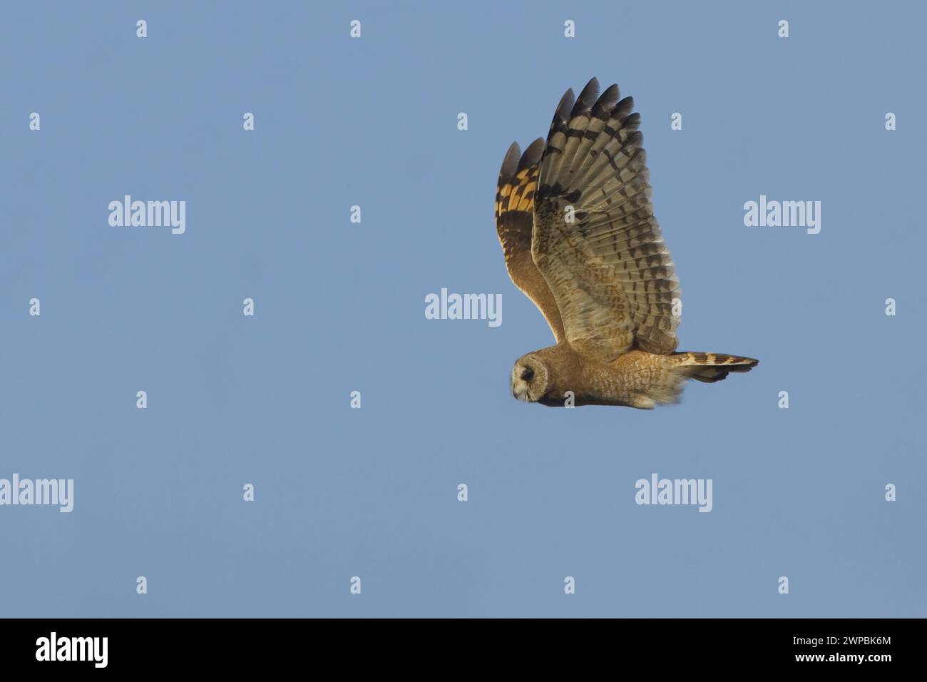 African marsh owl, marsh owl (Asio capensis), in flight in the blue sky ...