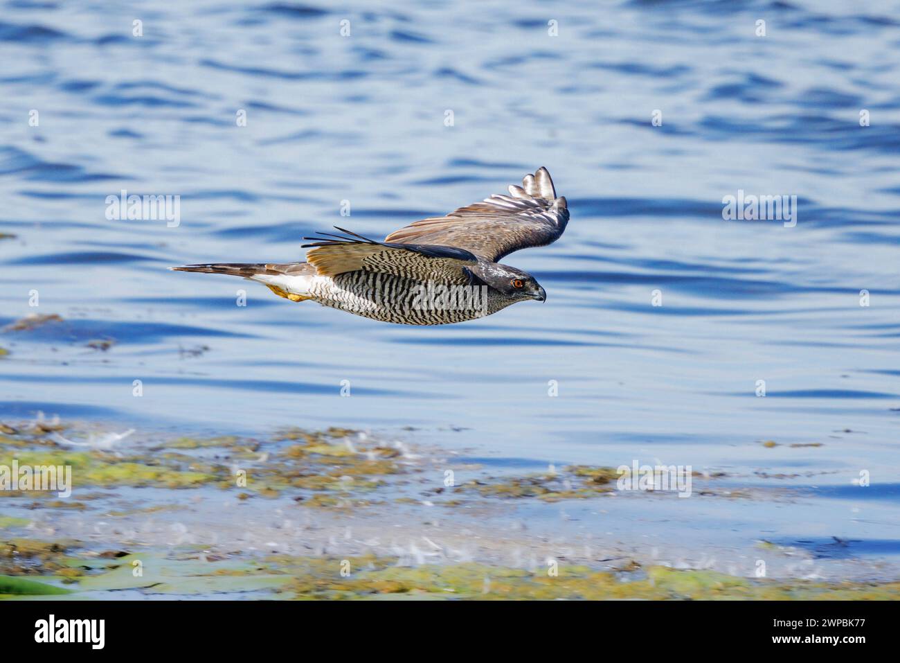 northern goshawk (Accipiter gentilis), female in hunting flight at the ...