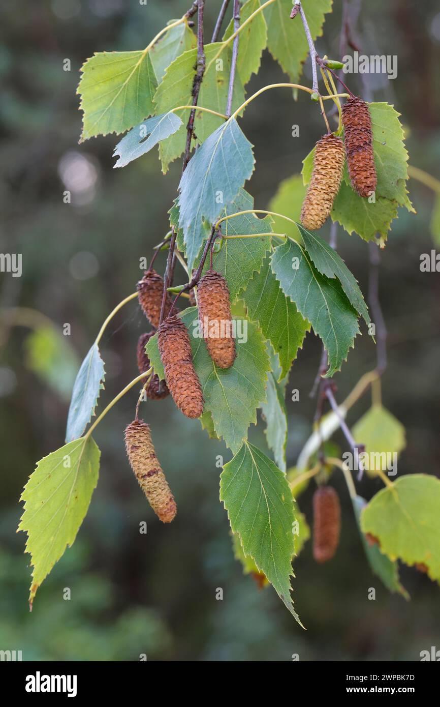 common birch, silver birch, European white birch, white birch (Betula ...