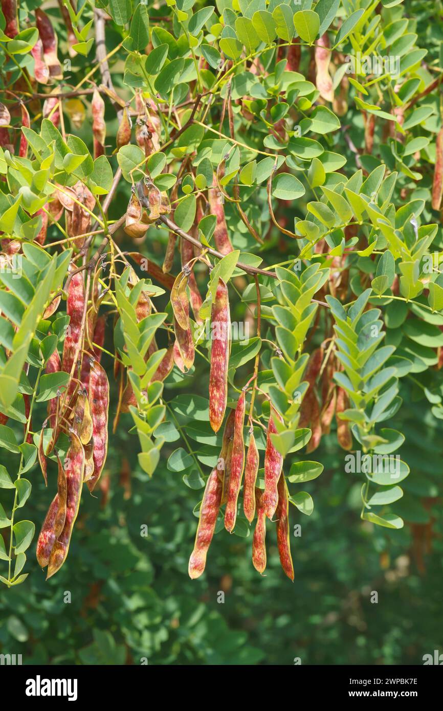black locust, common locust, robinia (Robinia pseudo-acacia, Robinia ...