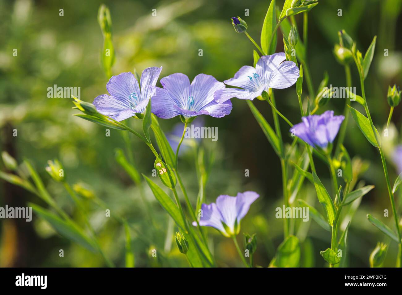common flax (Linum usitatissimum), flowers, Germany, Bavaria Stock ...