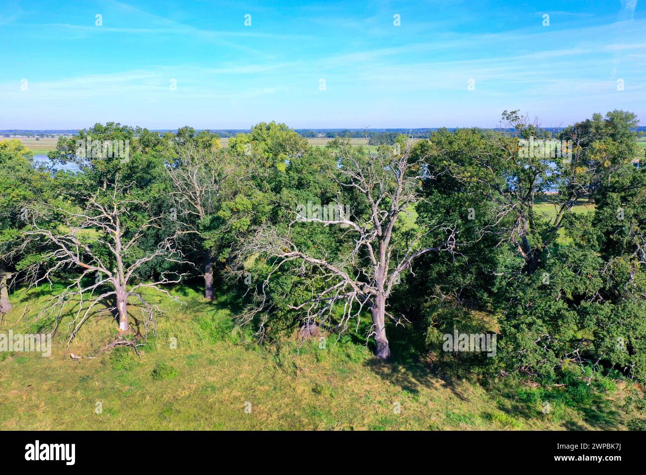 oak processionary moth (Thaumetopoea processionea), Oak damage, massive ...