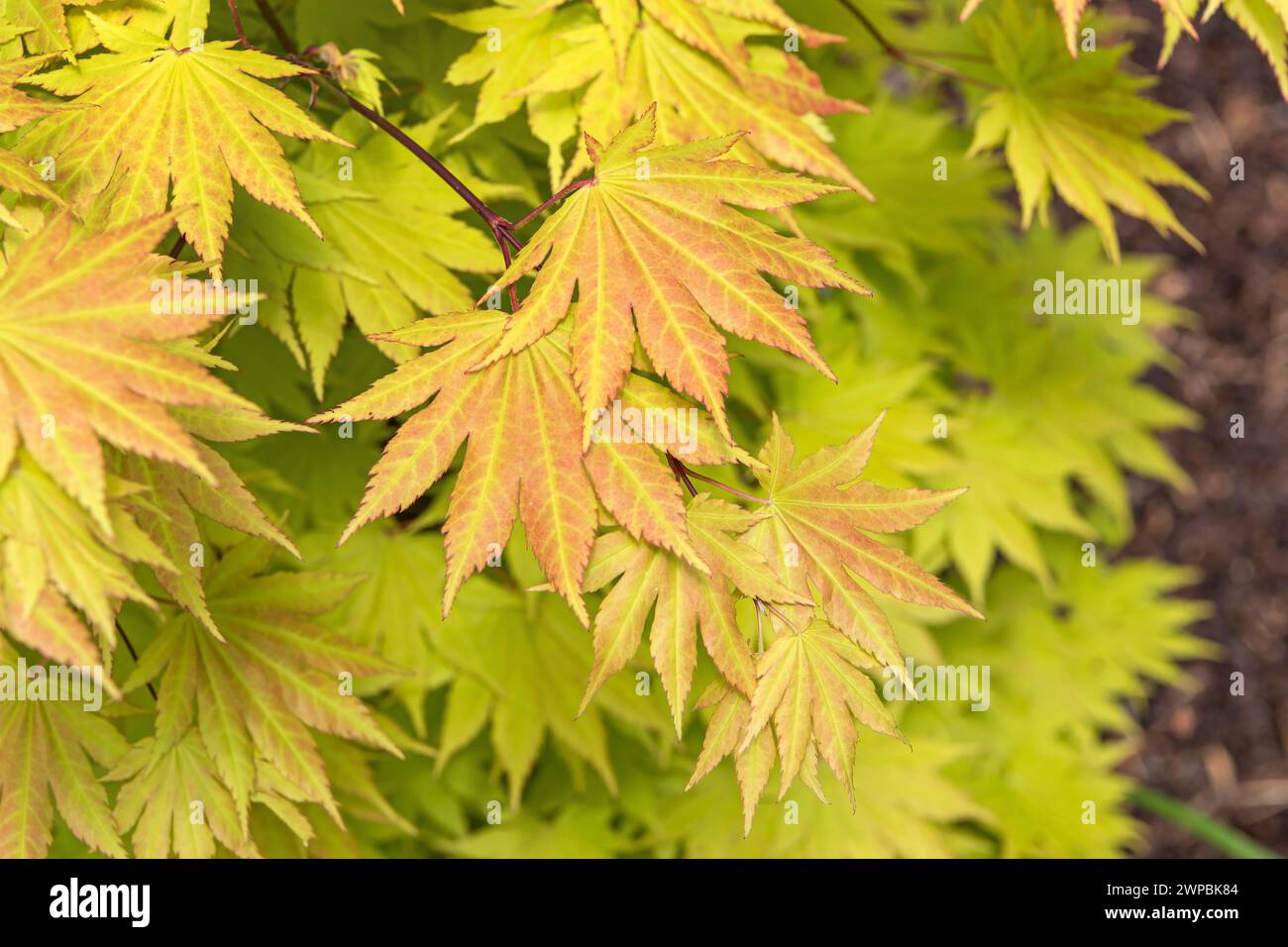 Shirasawa maple, Fullmoon maple (Acer shirasawanum 'Autumn Moon', Acer ...