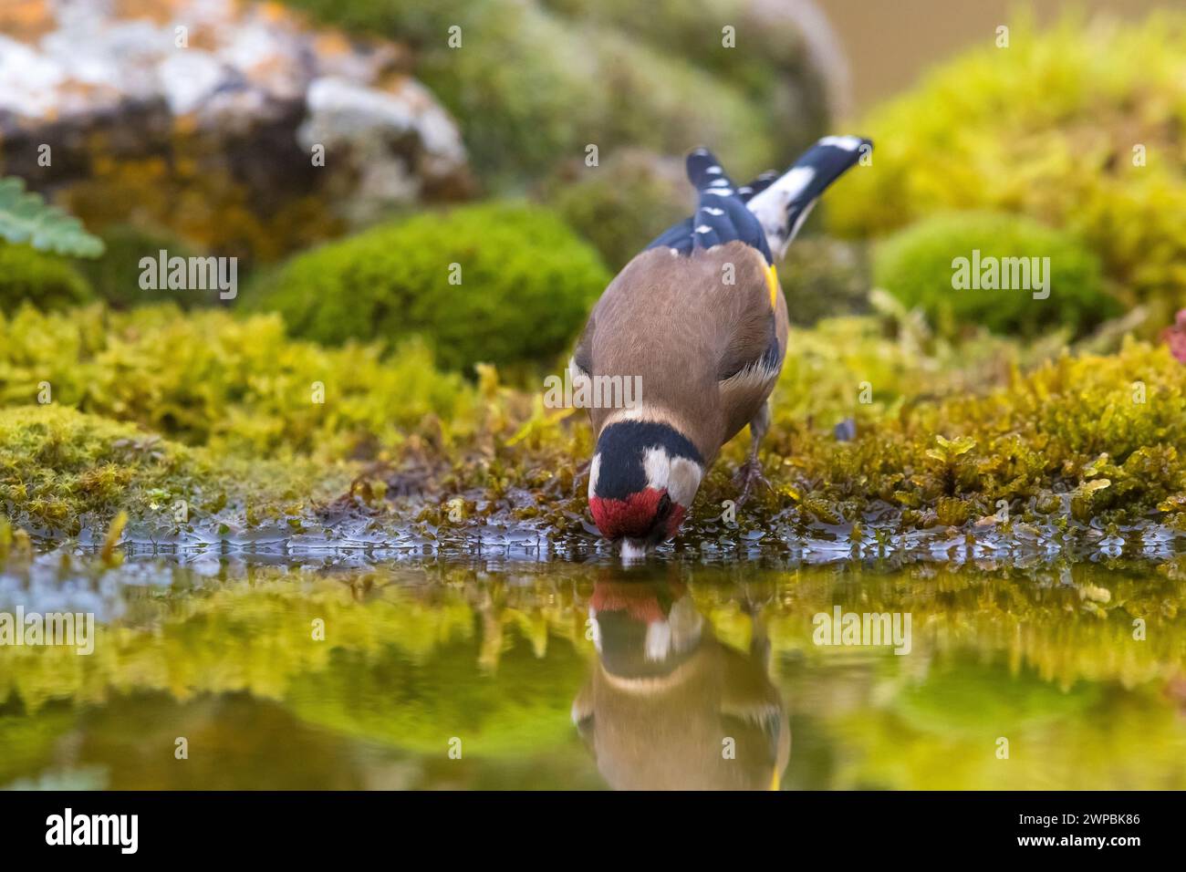 Eurasian goldfinch (Carduelis carduelis), drinking from a forest pond ...