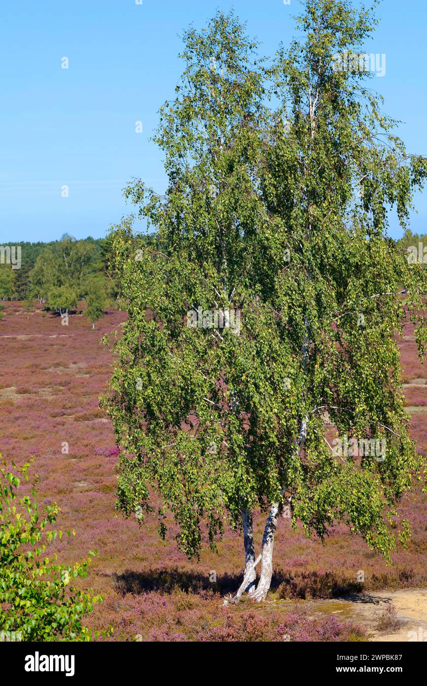 common birch, silver birch, European white birch, white birch (Betula ...