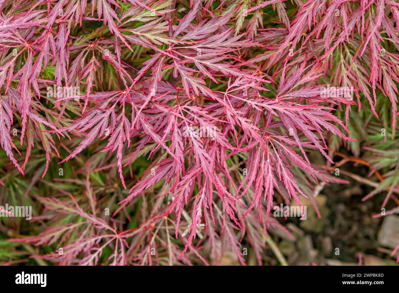 Japanese maple (Acer palmatum 'Red Pygmy', Acer palmatum Red Pygmy ...