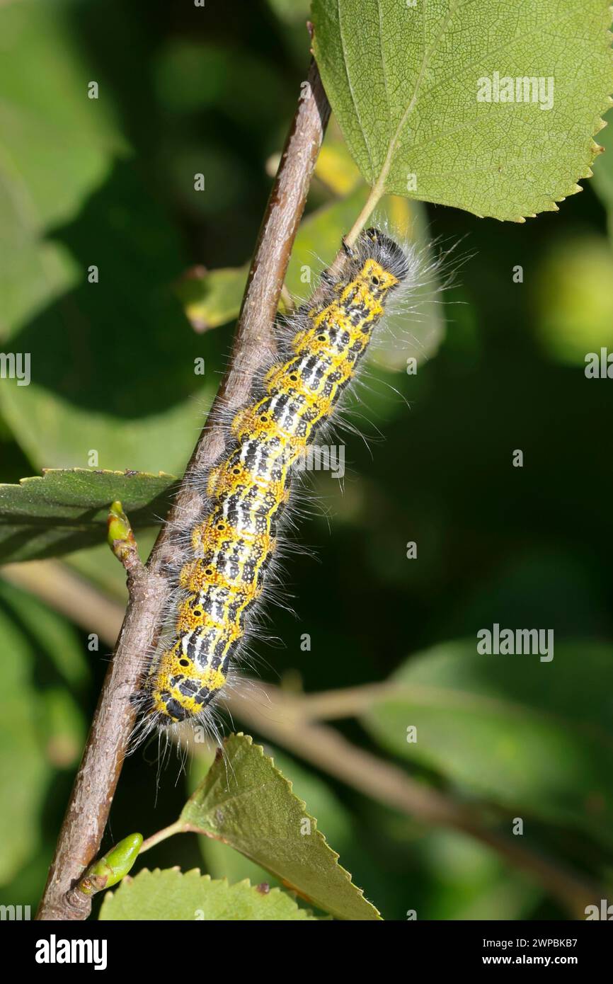 Buff-tip moth, Buff tip caterpillar (Phalera bucephala), caterpillar at ...